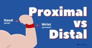 Proximal vs Distal (Examples, Diagram) - Nurse Money Talk